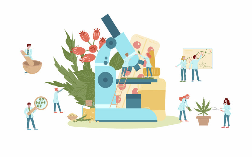 BIO-Placenta – VentoVivere